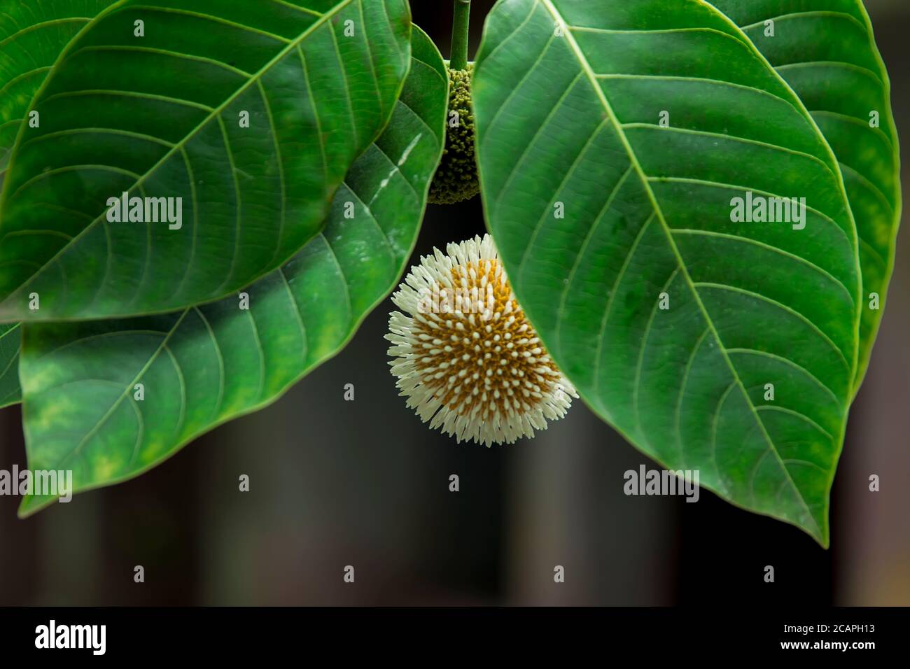 Kodom flower bangladesh hi-res stock photography and images - Alamy