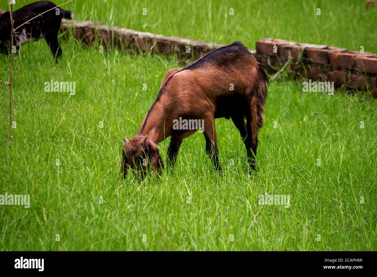 Goat eating grass hi-res stock photography and images - Alamy