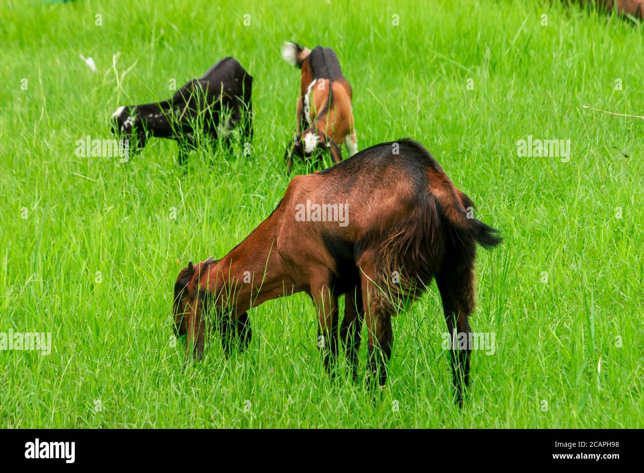 goat eating grass in field Stock Photo - Alamy