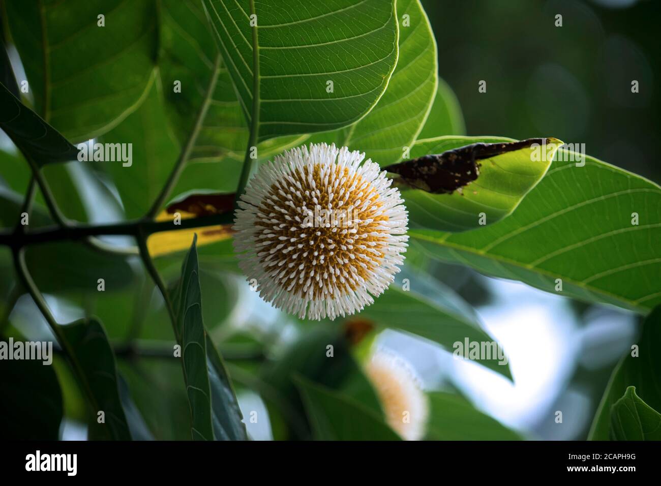 Neolamarckia cadamba or Kodom flower of Bangladesh Stock Photo - Alamy