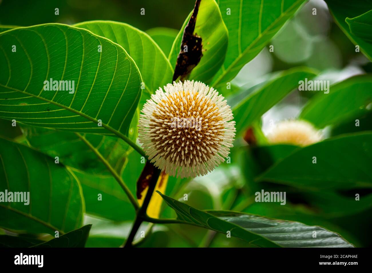 Neolamarckia cadamba or Kodom flower of Bangladesh Stock Photo - Alamy