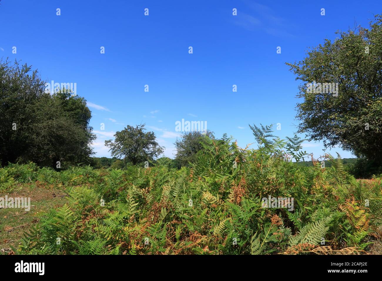 A beautiful Landscape scene with ferns and trees in Brockenhurst Stock ...
