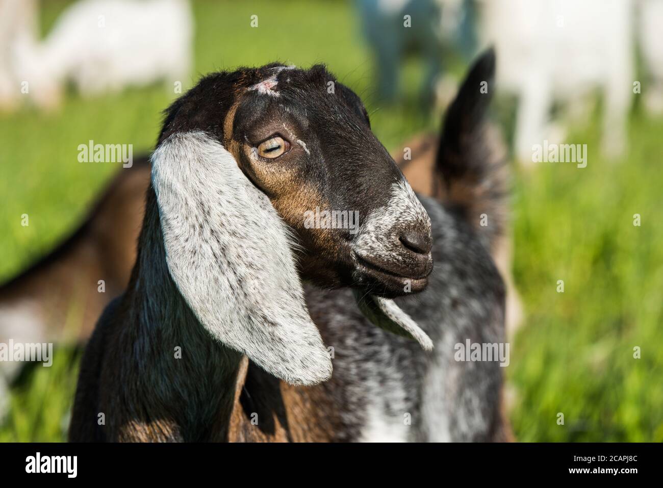 south african boer goat doeling portrait on nature Stock Photo - Alamy