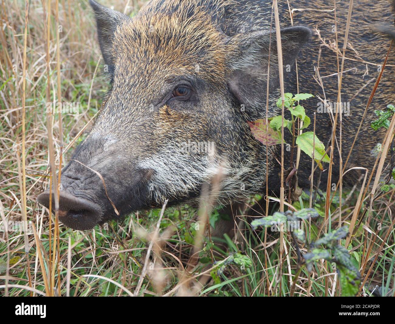 Boar head food hi-res stock photography and images - Alamy