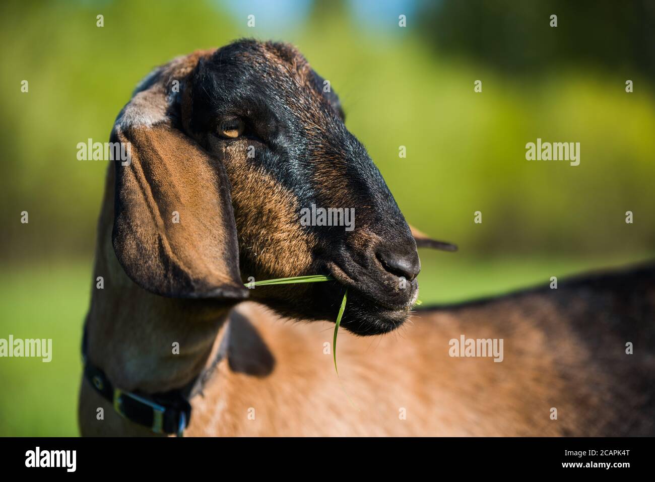 south african boer goat doeling portrait on nature Stock Photo - Alamy