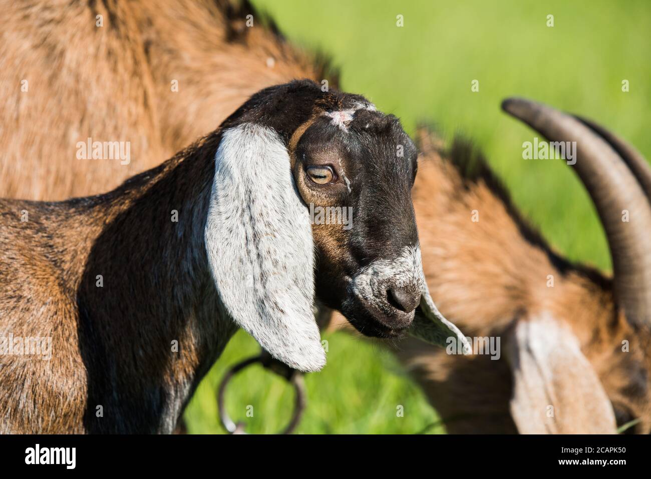 south african boer goat doeling portrait on nature Stock Photo - Alamy
