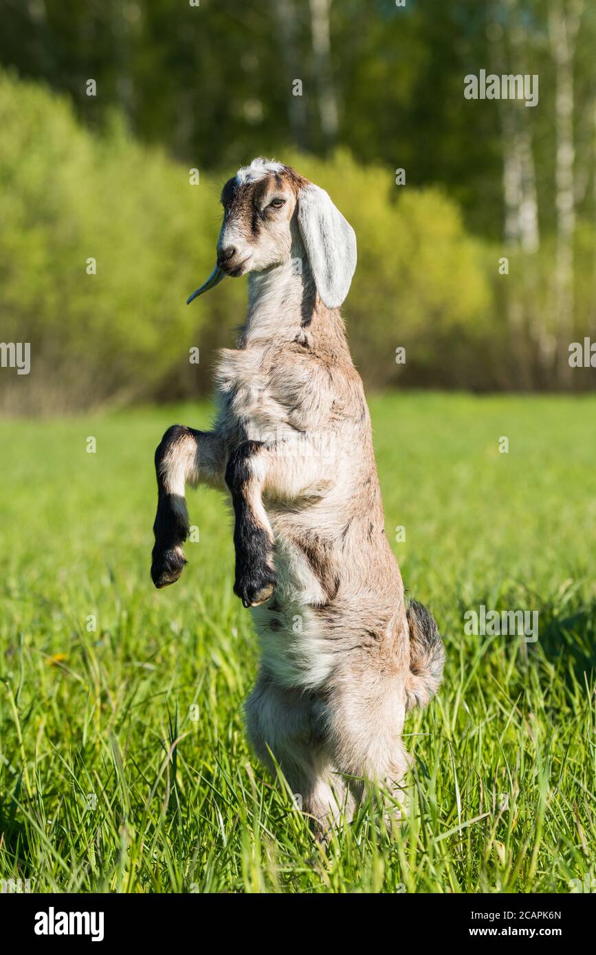 south african boer goat doeling portrait on nature Stock Photo - Alamy