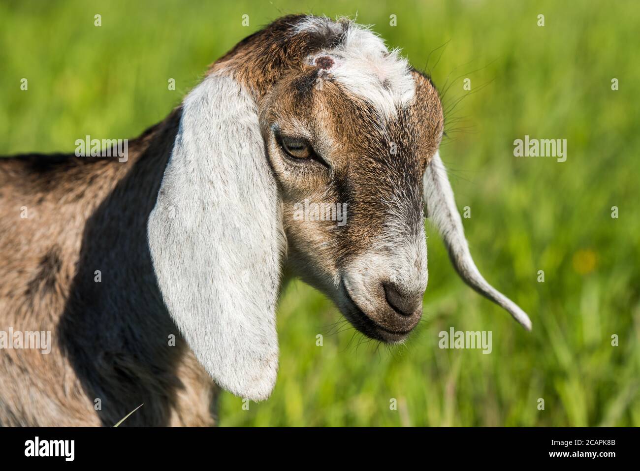 south african boer goat doeling portrait on nature Stock Photo - Alamy