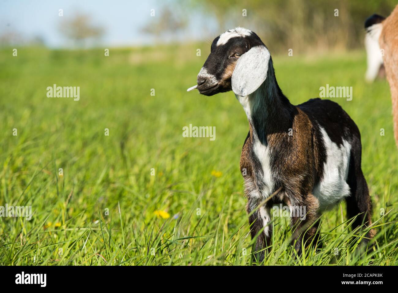 south african boer goat doeling portrait on nature Stock Photo - Alamy