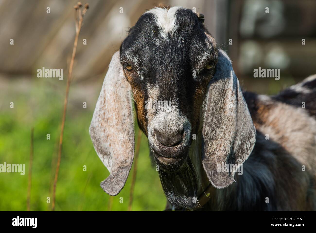 south african boer goat doeling portrait on nature Stock Photo - Alamy