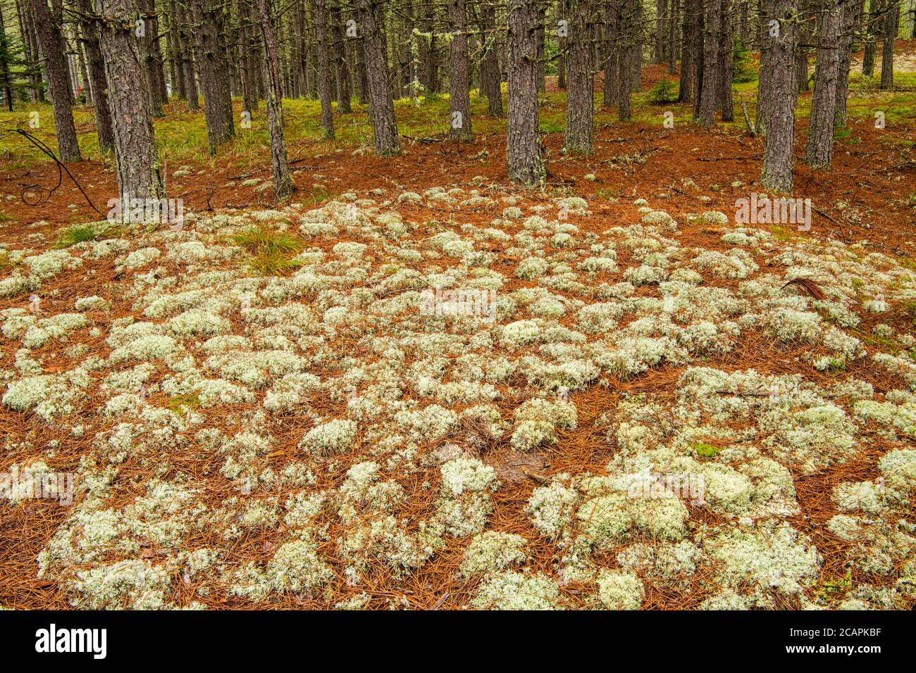 Boreal Forest Understory High Resolution Stock Photography and Images ...