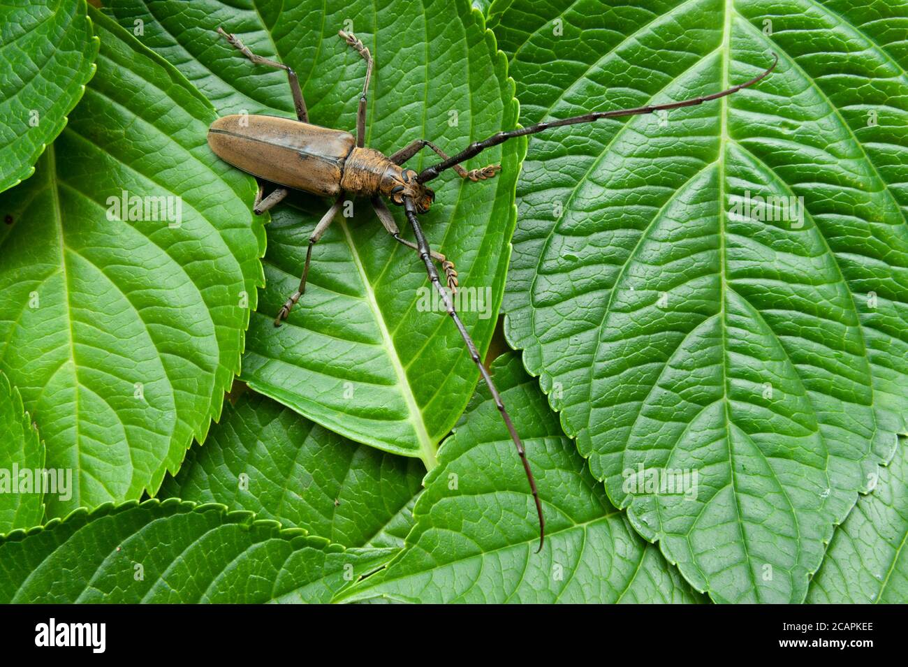 Mountain oak longhorned beetle (Massicus raddei) in Japan summer ...
