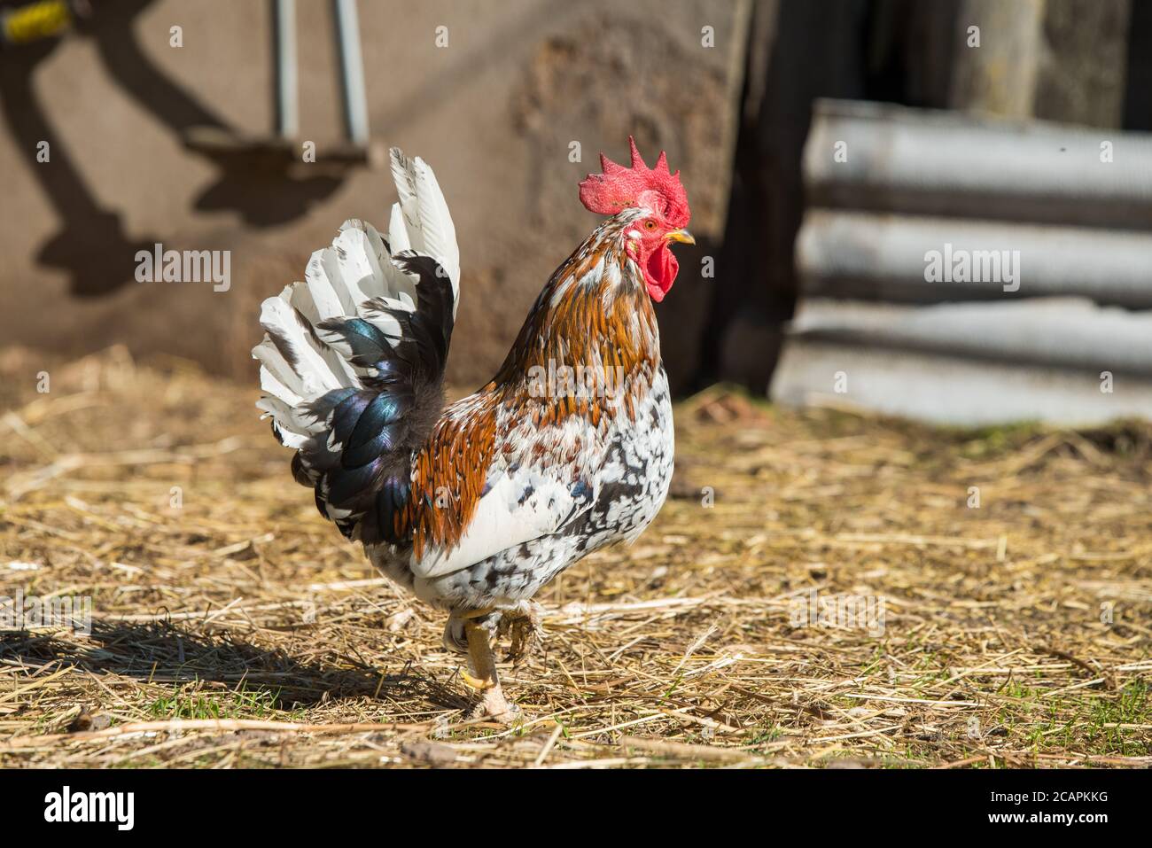 rooster goes to the hen house in the village Stock Photo - Alamy