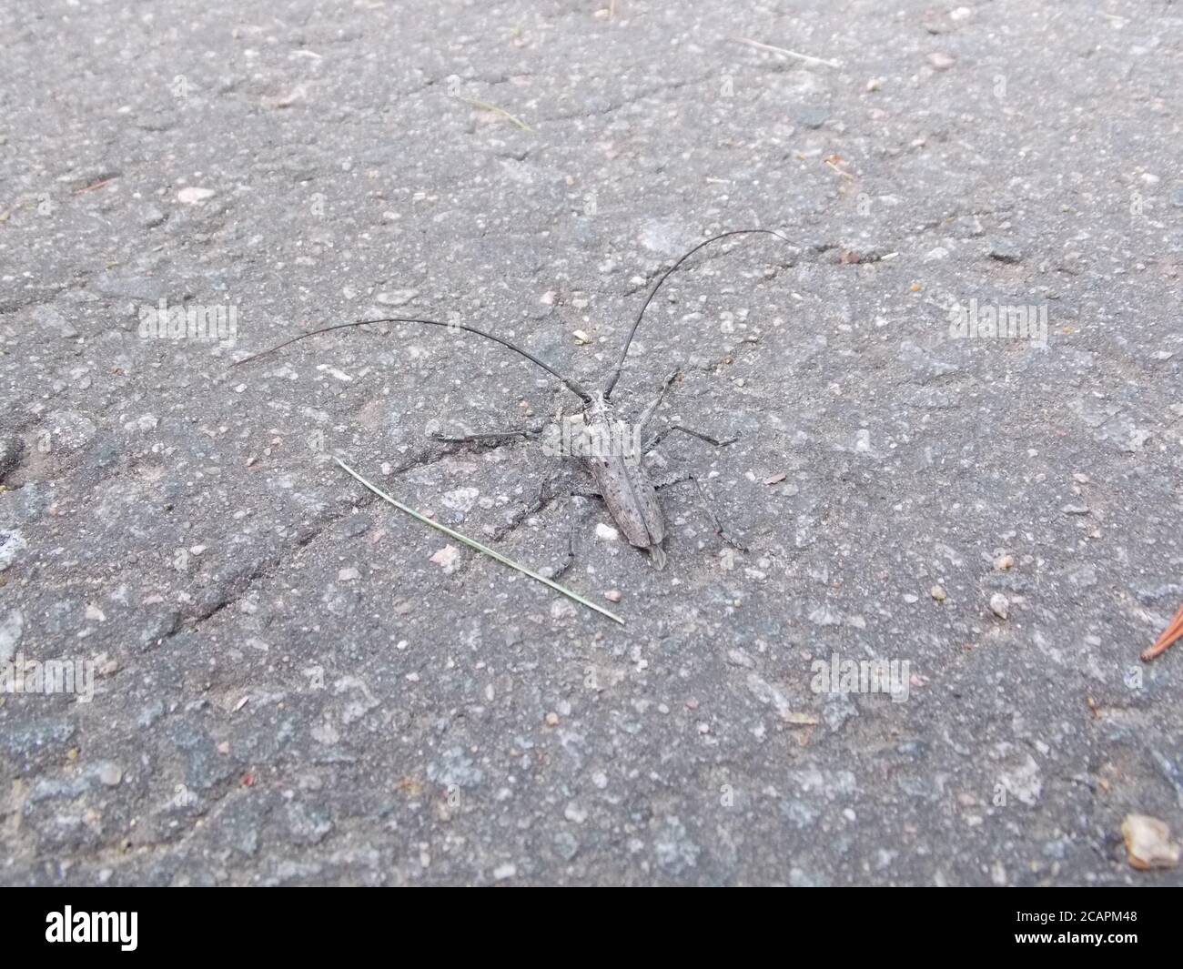 Grey camouflage hi-res stock photography and images - Alamy