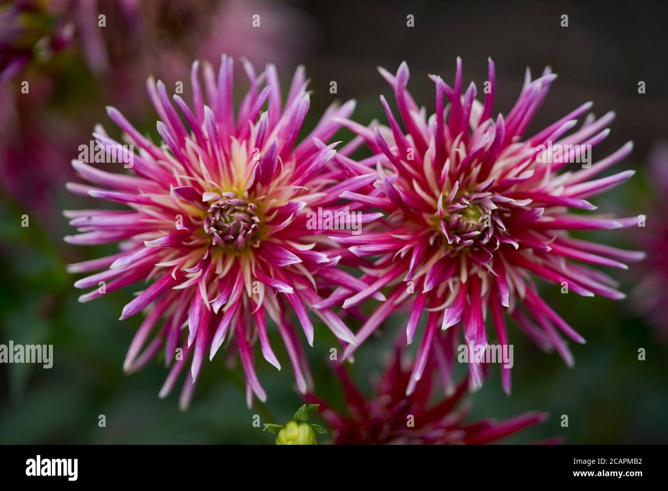 Of the samurai flowering hi-res stock photography and images - Alamy