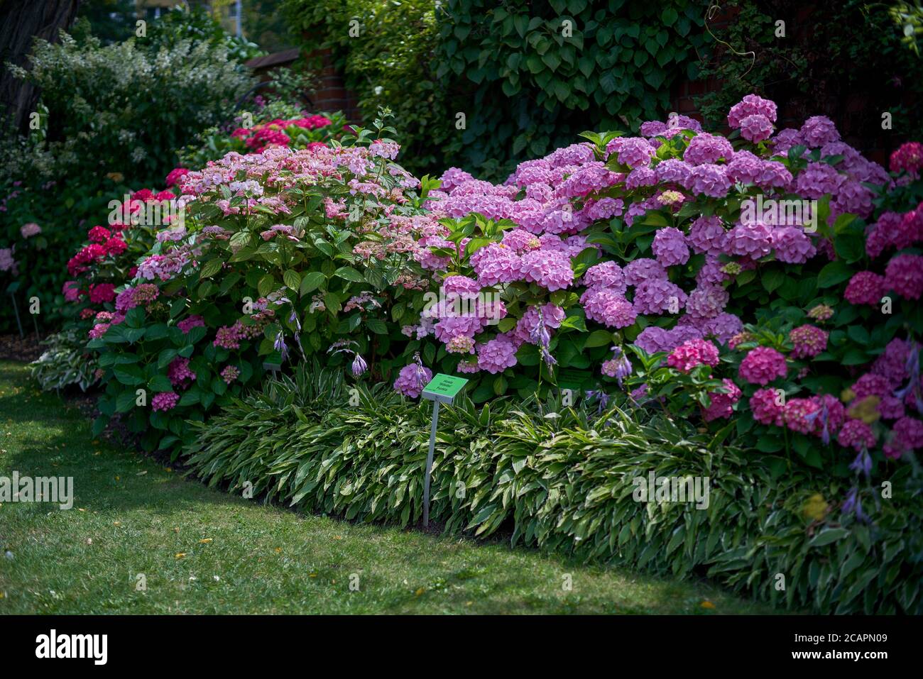 Lush multicolor hydrangea shrubs in full bloom Stock Photo - Alamy