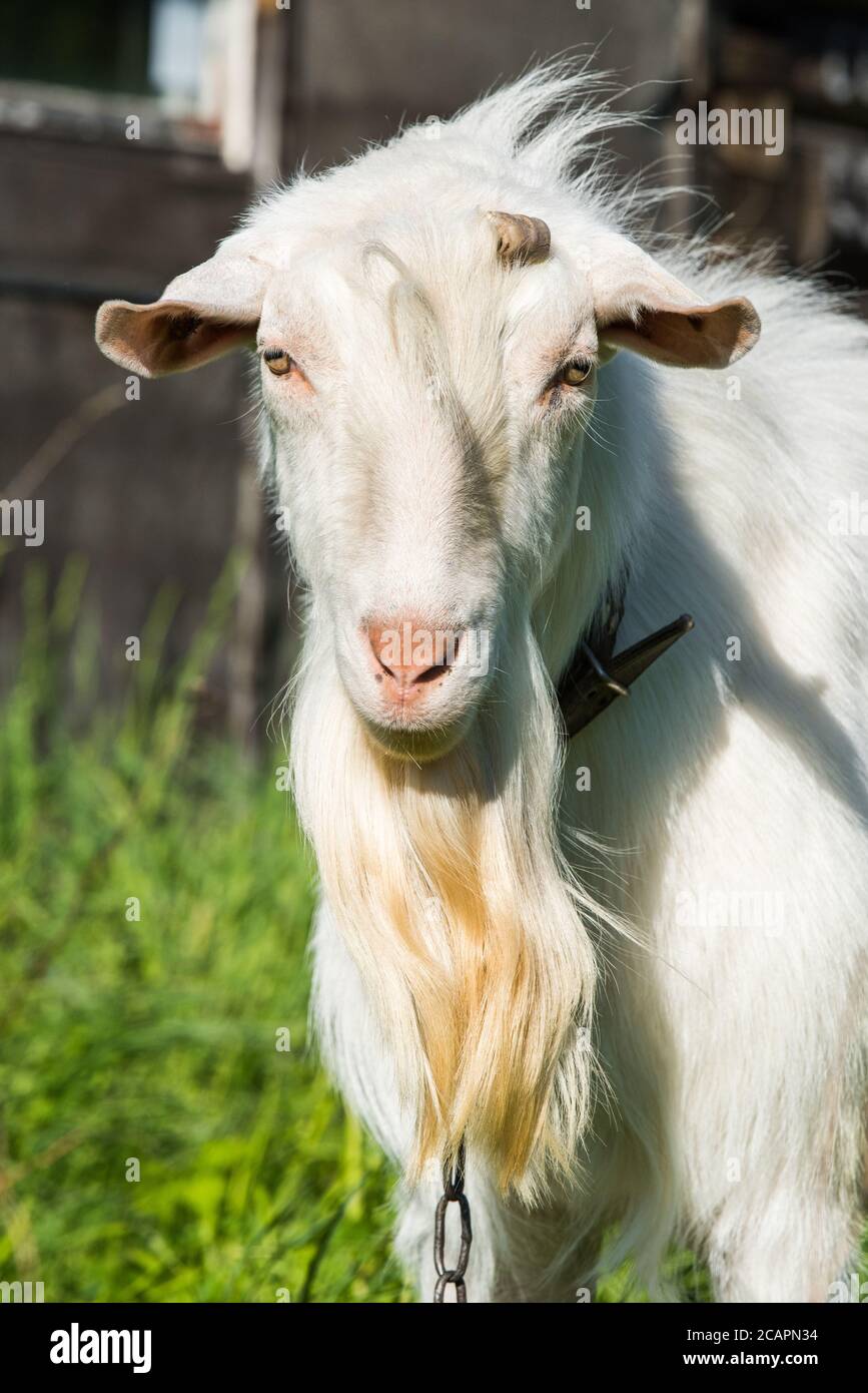 white goat portrait on the farm outdoor Stock Photo - Alamy