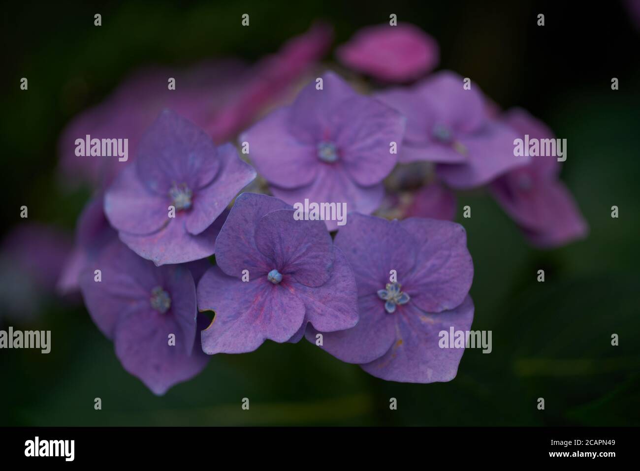 Purple violet hydrangea flowers close up Stock Photo - Alamy