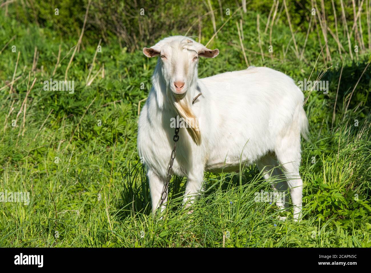 white goat portrait on the farm outdoor Stock Photo - Alamy