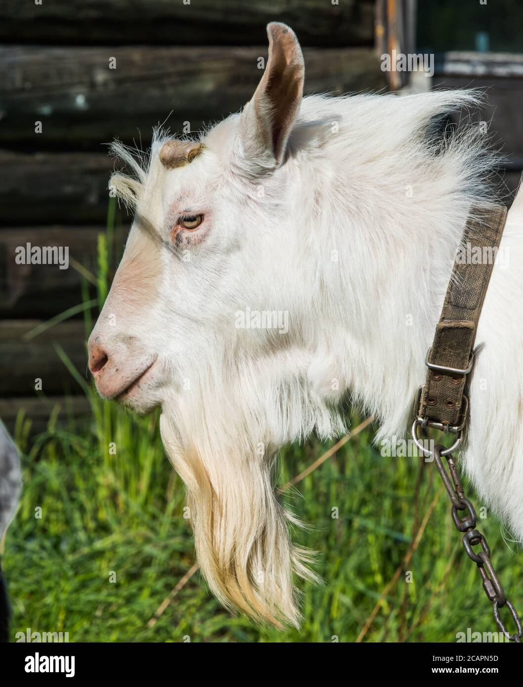 white goat portrait on the farm outdoor Stock Photo - Alamy