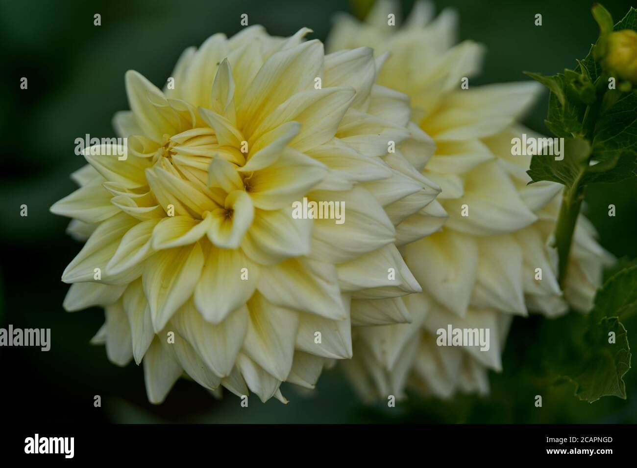 Dahlia alvas supreme hi-res stock photography and images - Alamy