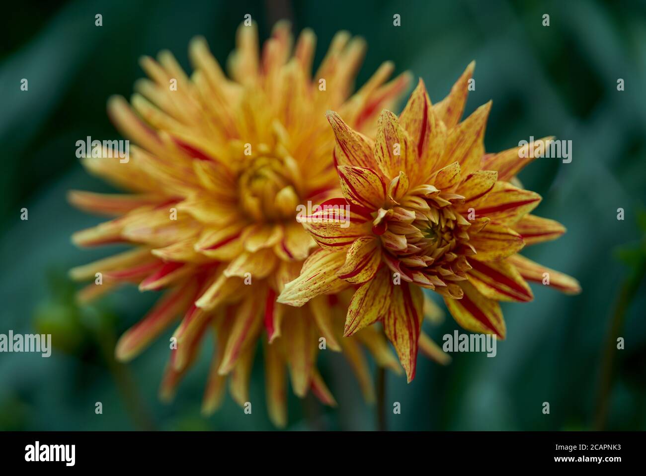Dahlia vulcan hi-res stock photography and images - Alamy
