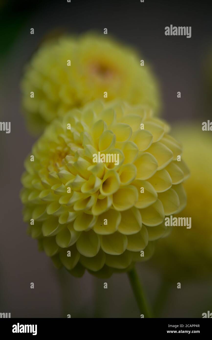 Dahlia bum bum hi-res stock photography and images - Alamy