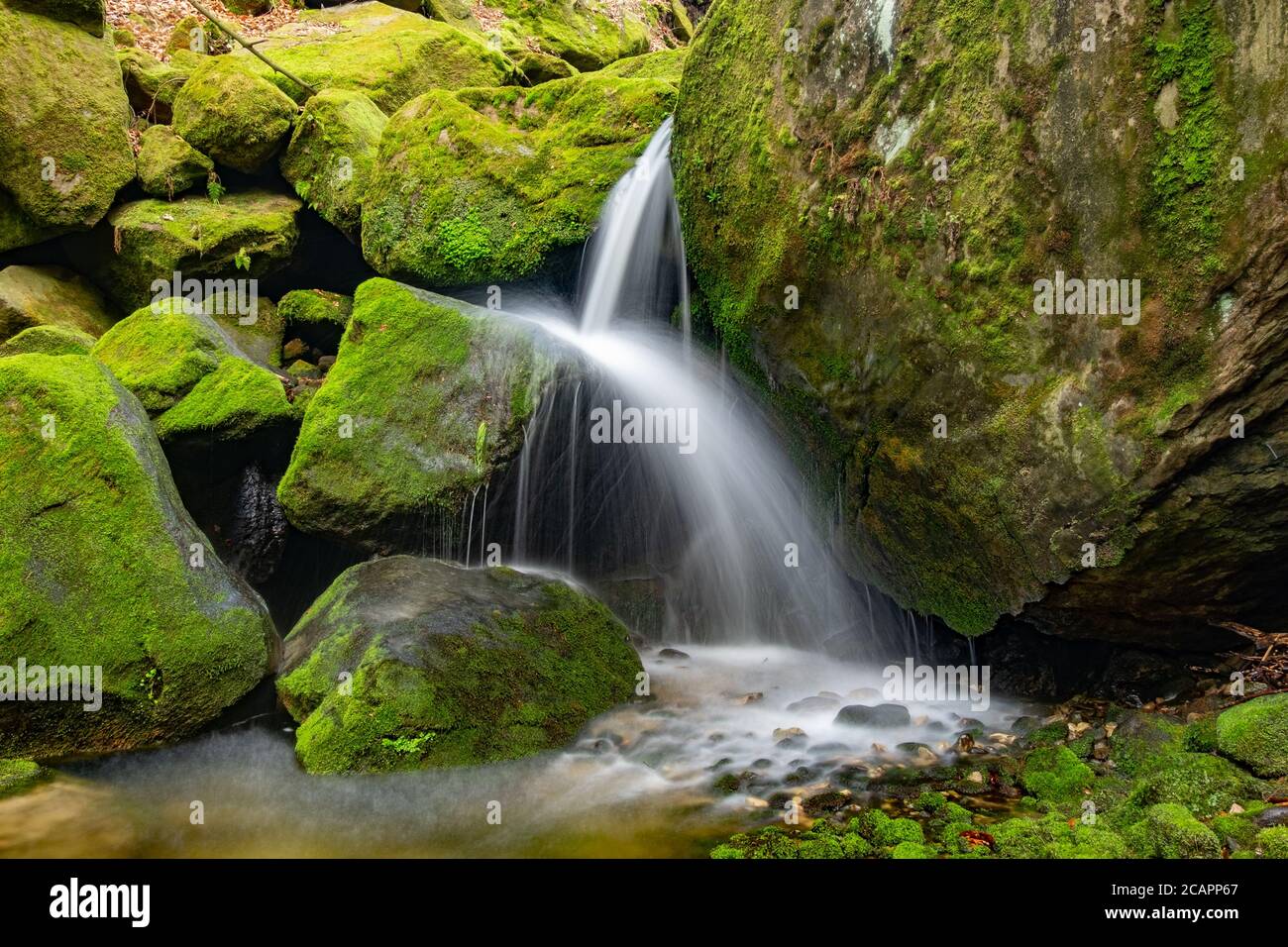 Nature rainforest river cascade. Stream in forest nature. Green forest ...