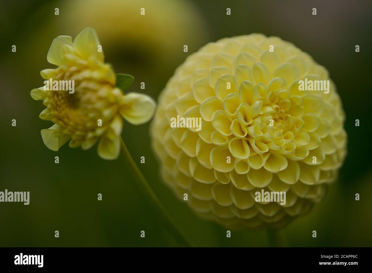 Bum bum yellow hi-res stock photography and images - Alamy