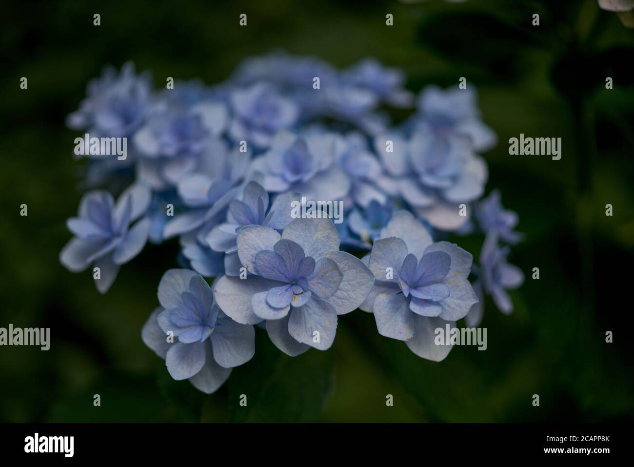 Light blue hydrangea hi-res stock photography and images - Alamy