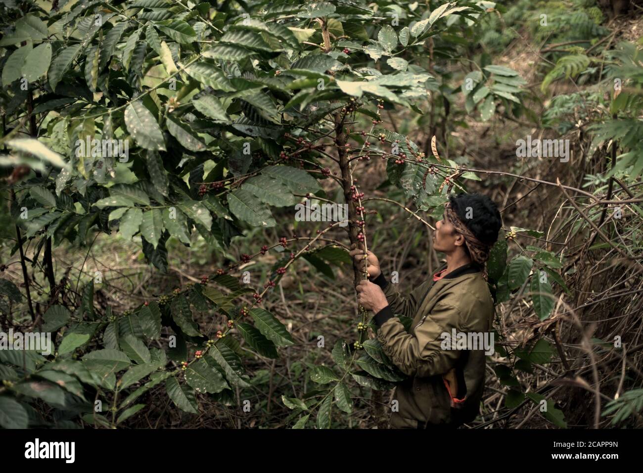 A coffee farmer picking robusta coffee cherries in West Java, Indonesia ...