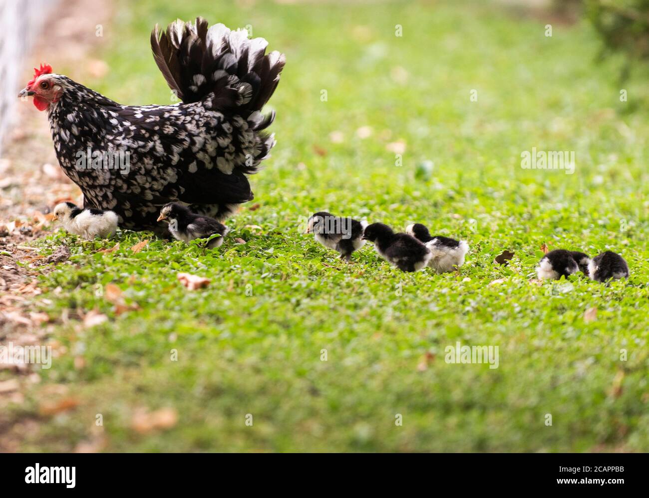 Baby chicks with mother farm hi-res stock photography and images - Alamy