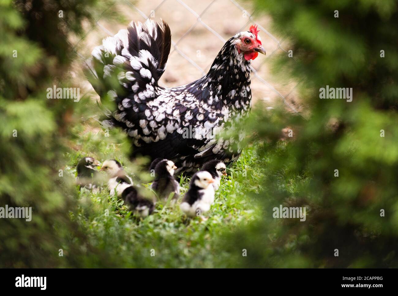 Love hen hi-res stock photography and images - Alamy