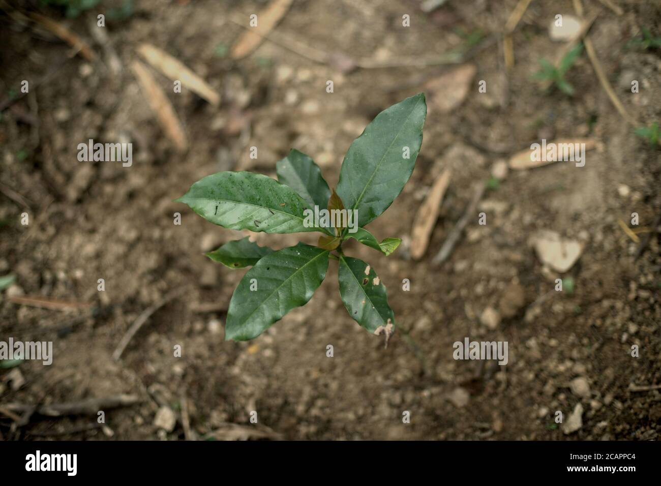Young arabica coffee plant in West Java, Indonesia Stock Photo - Alamy