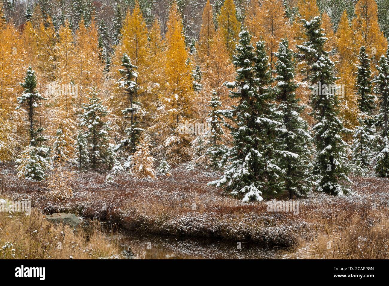 Eastern larch trees and early snowfall, Greater Sudbury, Ontario ...