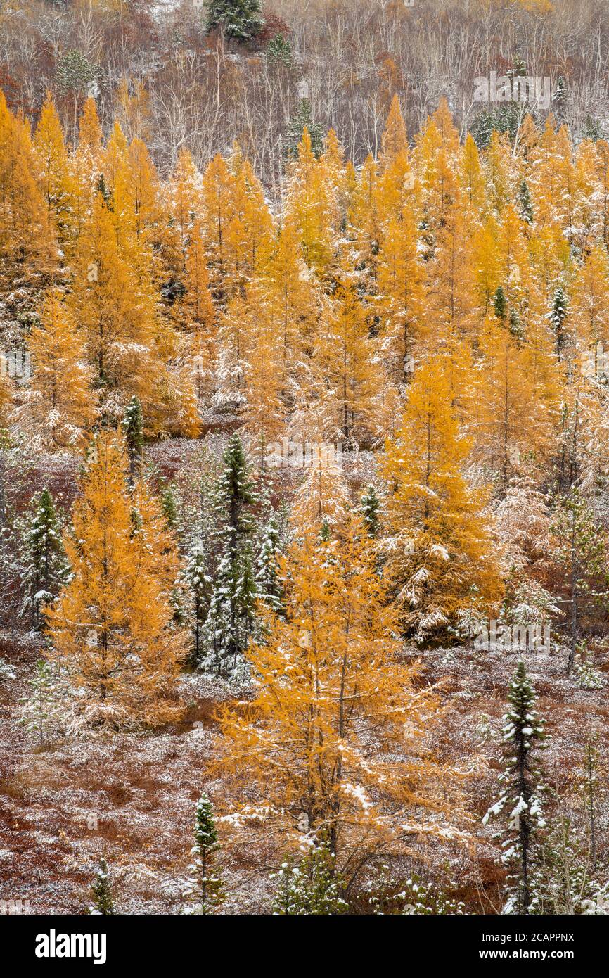 Eastern larch trees and early snowfall, Greater Sudbury, Ontario ...