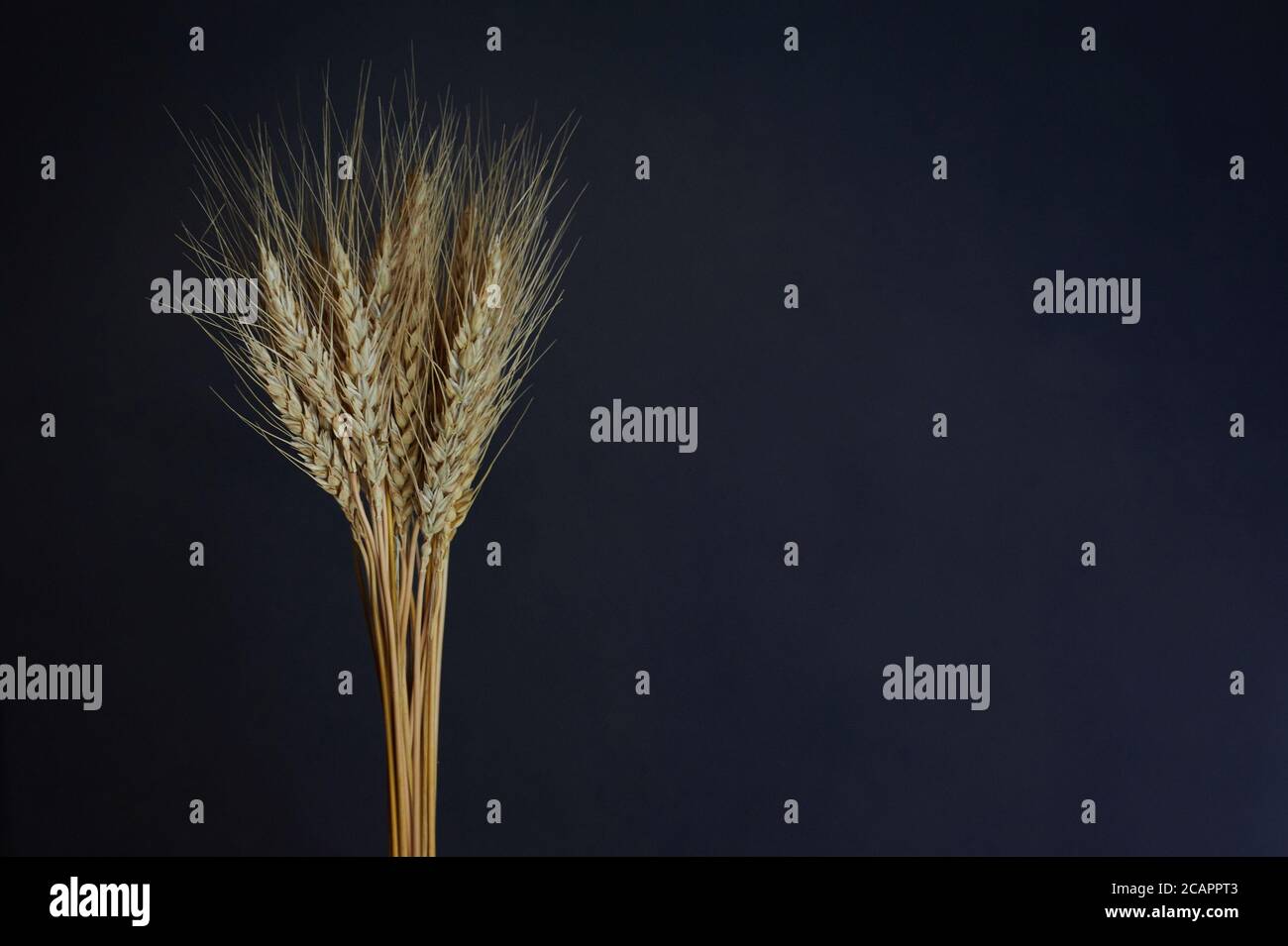 yellow spike on a black background photographed horizontally Stock ...