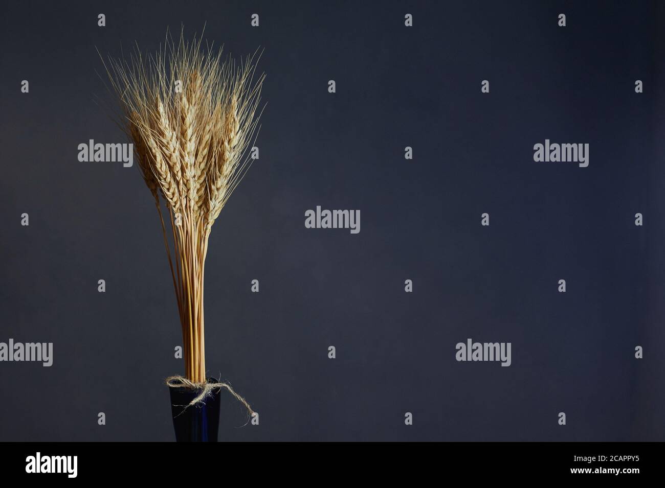 yellow spike on a black background photographed horizontally Stock ...