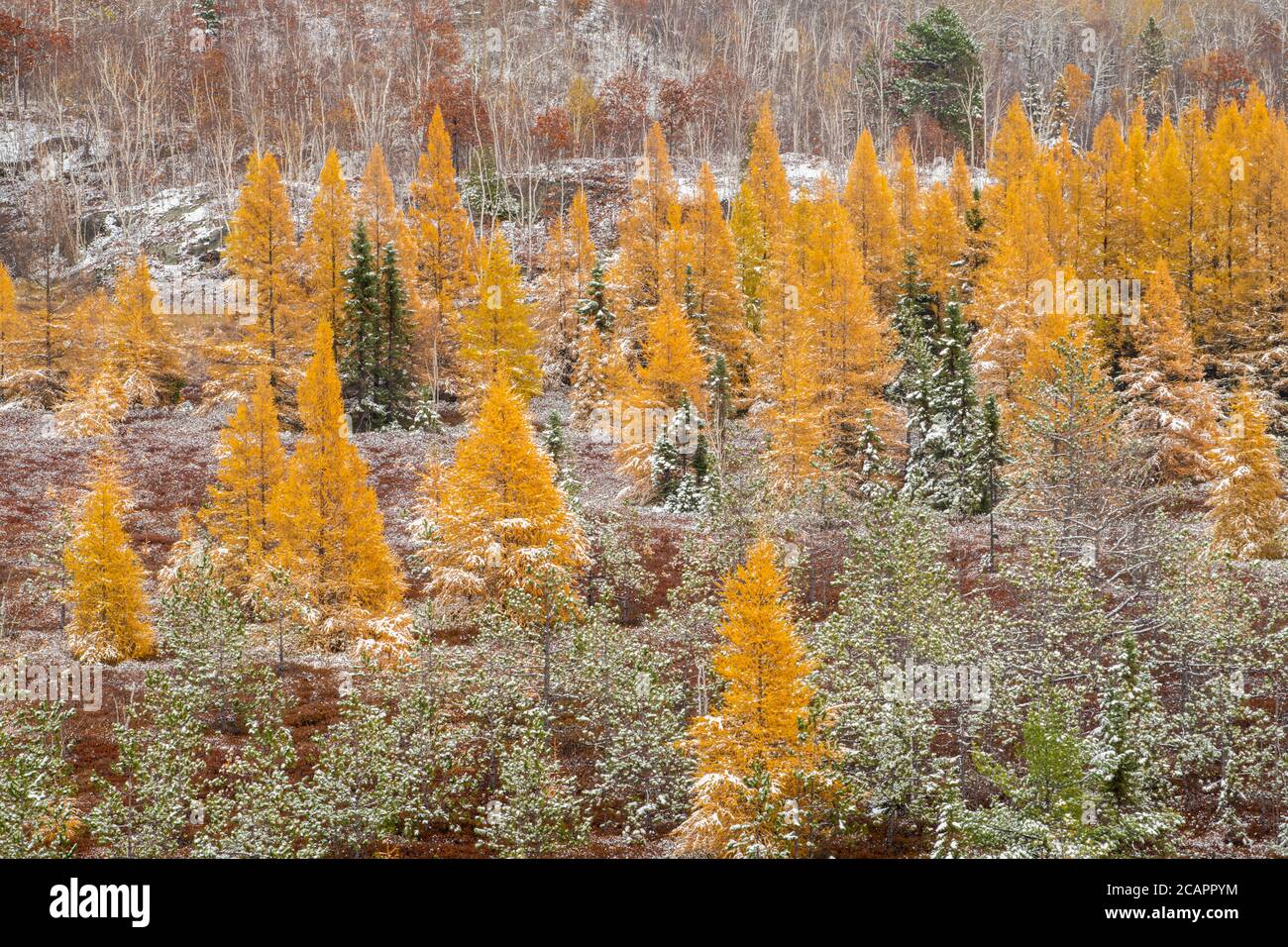 Eastern larch trees and early snowfall, Greater Sudbury, Ontario ...