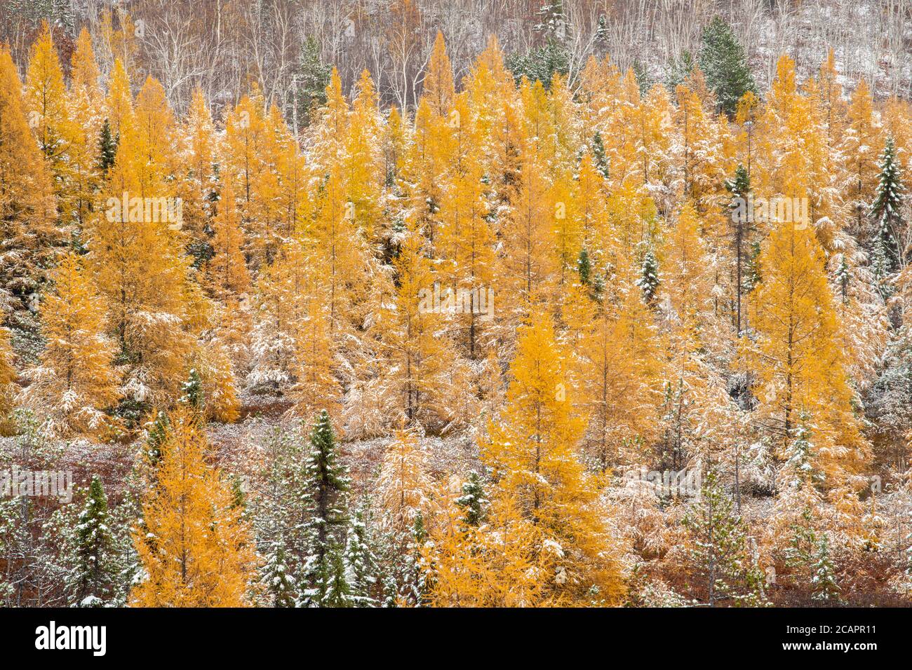 Eastern larch trees and early snowfall, Greater Sudbury, Ontario ...
