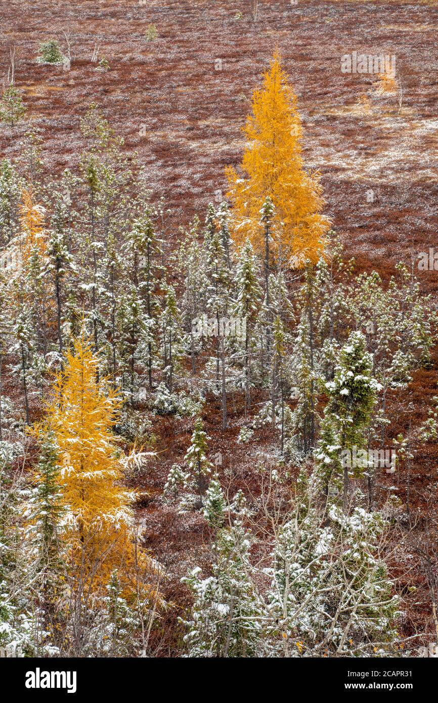 Eastern larch trees and early snowfall, Greater Sudbury, Ontario ...