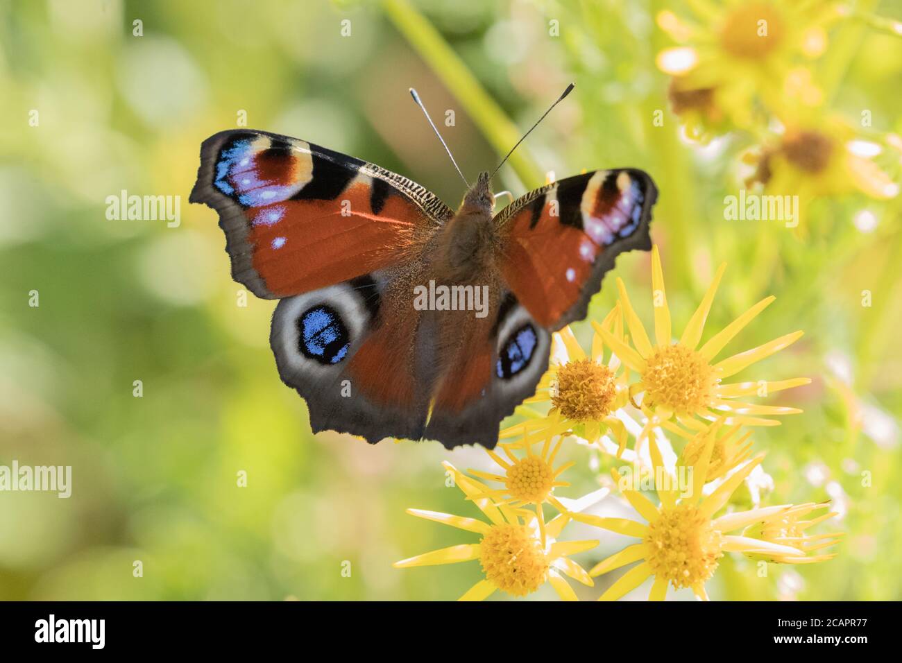 Peacock butterflies hi-res stock photography and images - Alamy