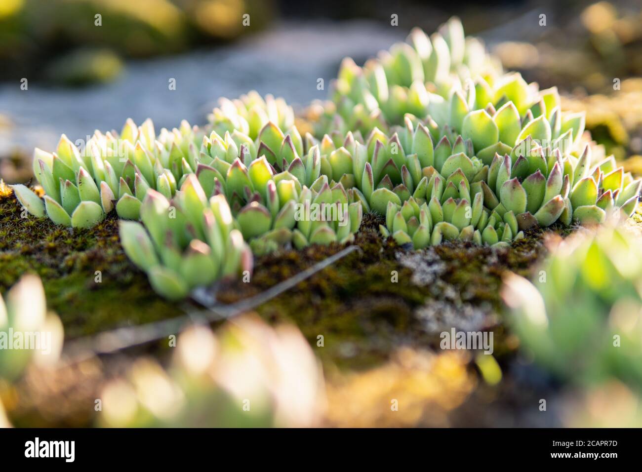 Xerophyte hi-res stock photography and images - Alamy