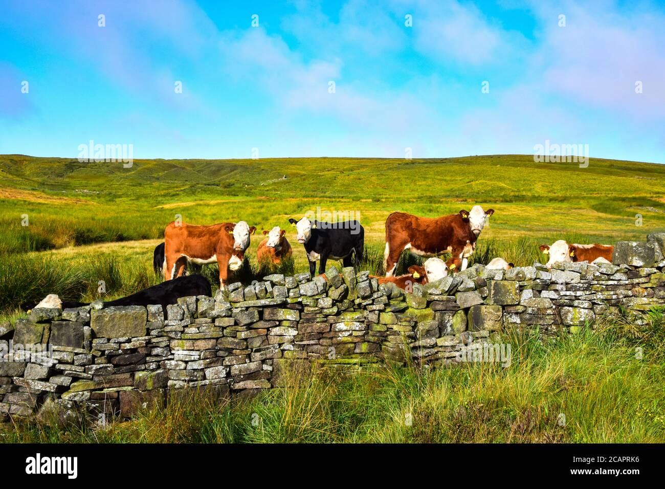 Cows, Old Haworth Road, Bronte Country. Pennines, West Yorkshire Stock ... Cows, Old Haworth Road, Bronte Country. Pennines, West Yorkshire Stock ...