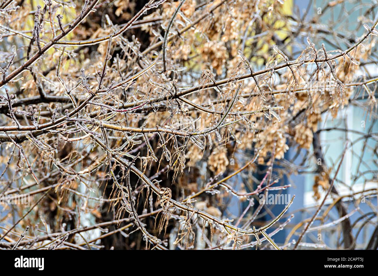 Freeze rain, trees branches covered by deep ice Stock Photo - Alamy