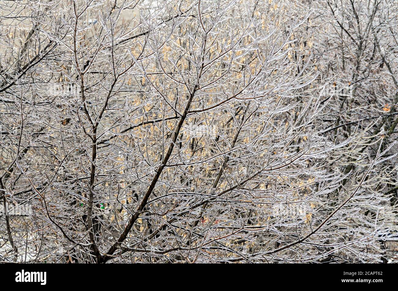 Freeze rain, trees branches covered by deep ice Stock Photo - Alamy