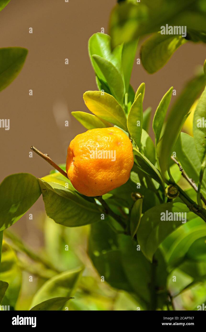 Orange fruit growing in a green tree Stock Photo - Alamy