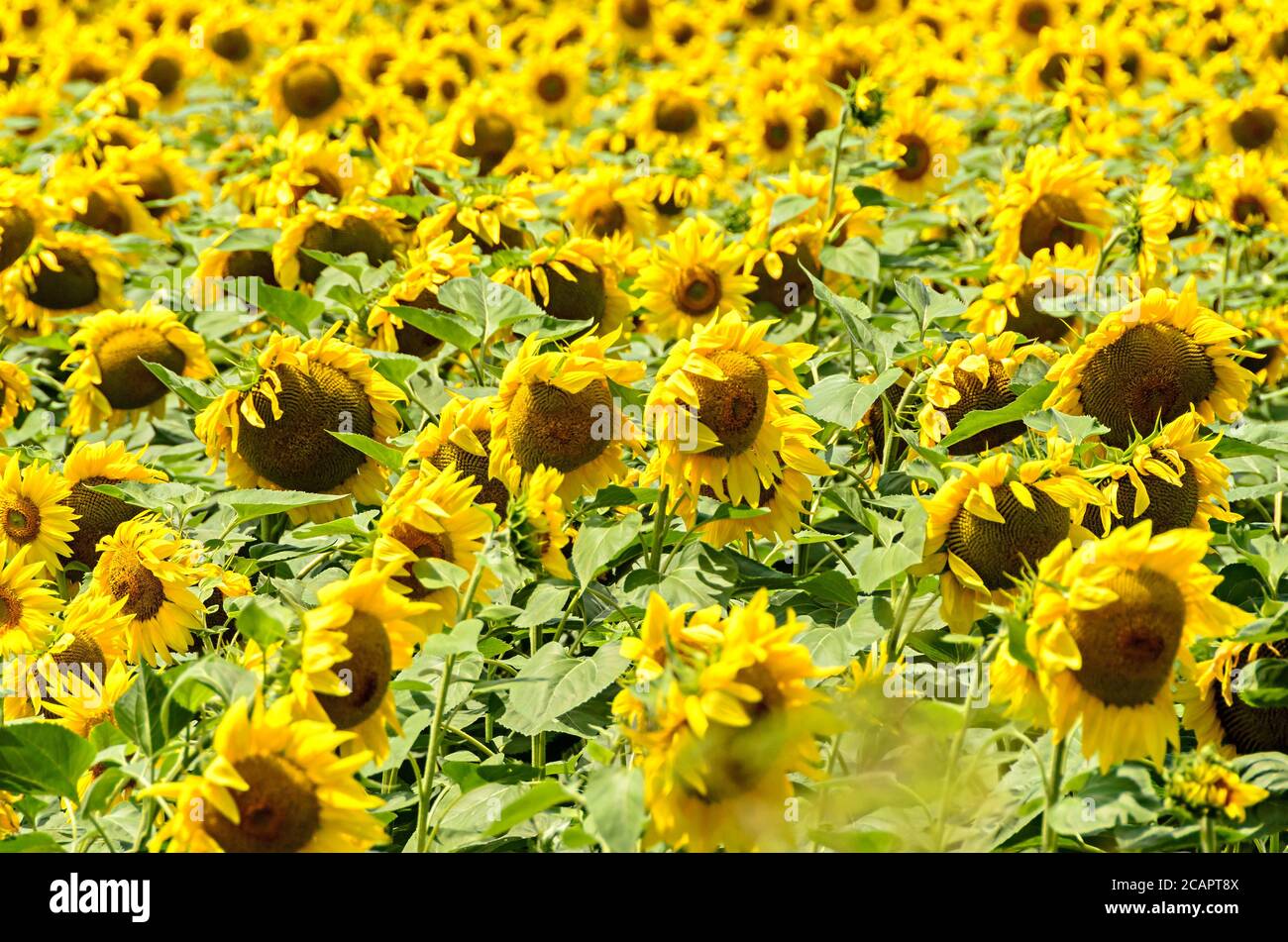 Sunflower yellow field countryside, close up Stock Photo - Alamy