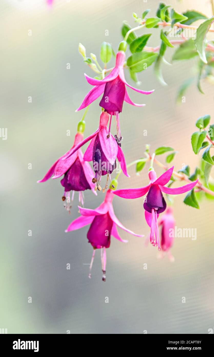 Beautiful Fuchsia flowers at window, close up natural bokeh Stock Photo ...