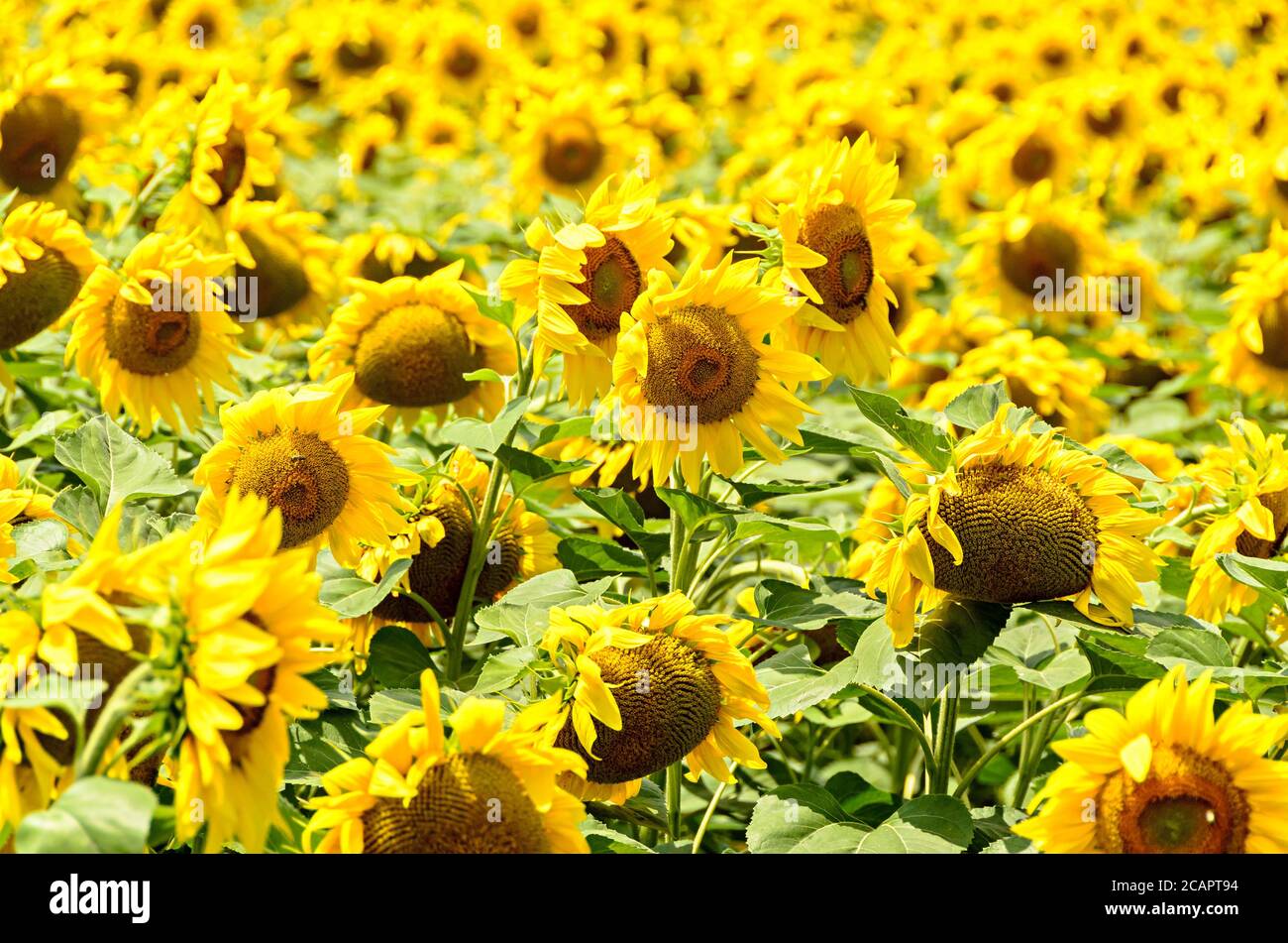 Sunflower yellow field countryside, close up Stock Photo - Alamy